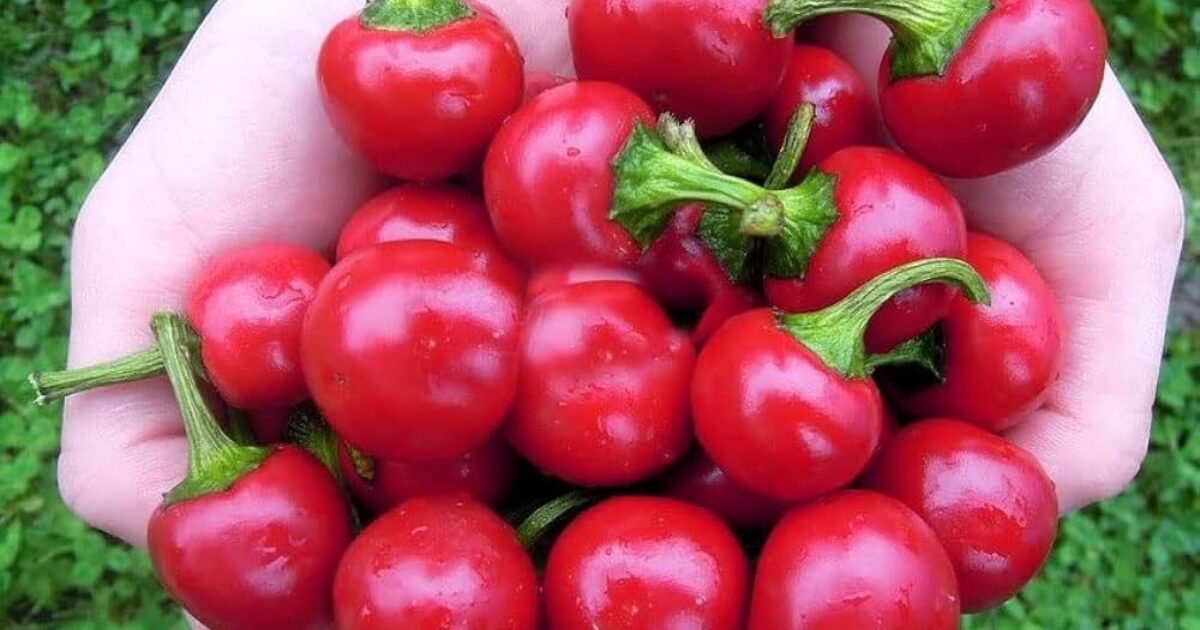 Ako pestovať: Papriku Koral | Zdravopedia.sk