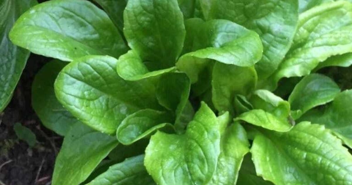 Ako pestovať: Poľníček Large Leaved | Zdravopedia.sk