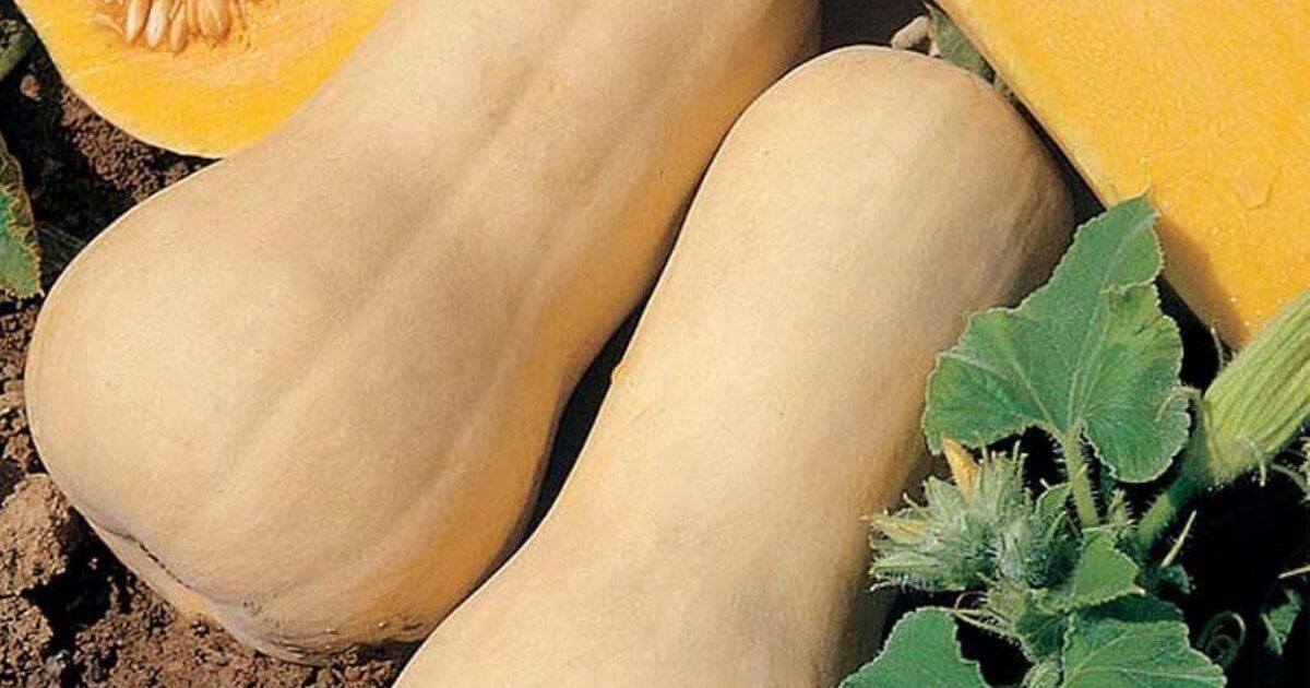 Ako pestovať: Tekvicu Liscia | Zdravopedia.sk