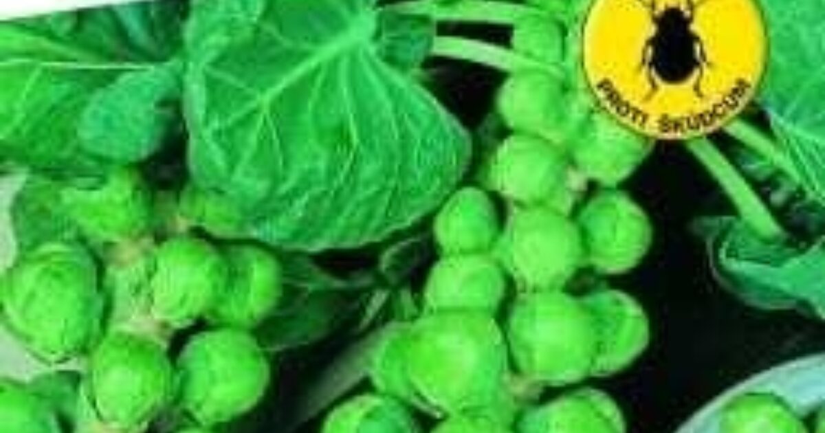 Ako pestovať: Kel Lunet | Zdravopedia.sk