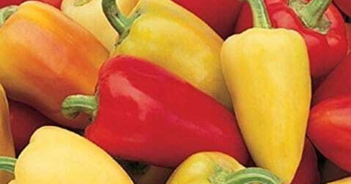 Ako pestovať: Papriku Monanta | Zdravopedia.sk