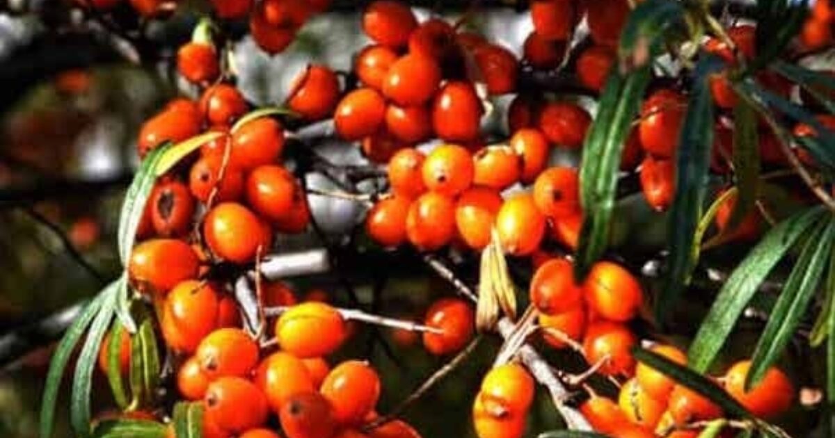 Ako pestovať: Rakytník Parád | Zdravopedia.sk