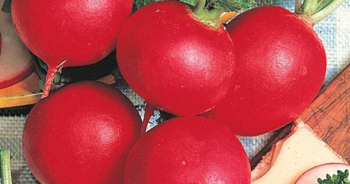 Ako pestovať: Reďkovku Parat | Zdravopedia.sk