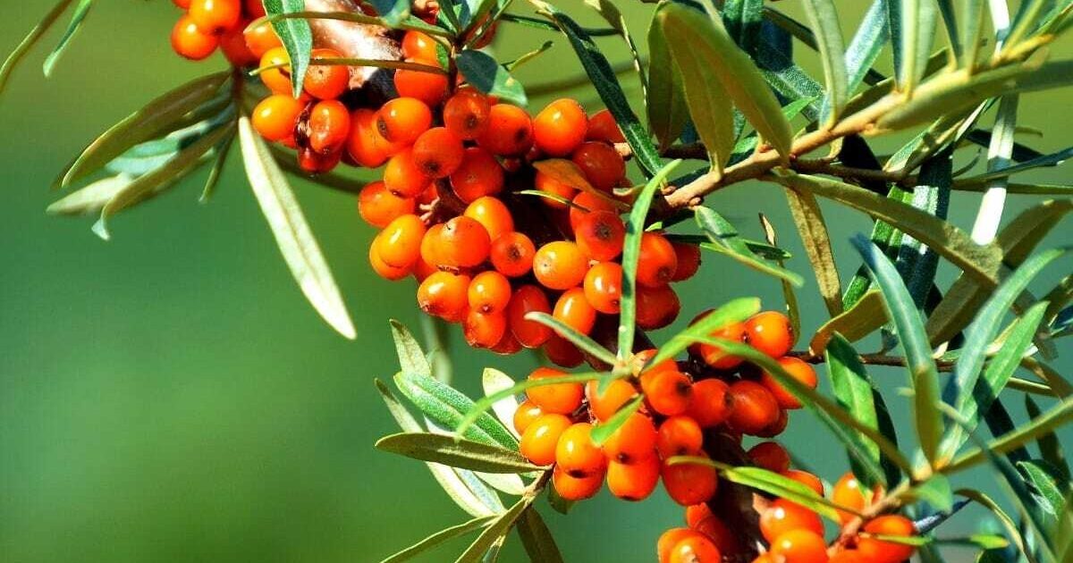 Ako pestovať: Rakytník Perčík | Zdravopedia.sk