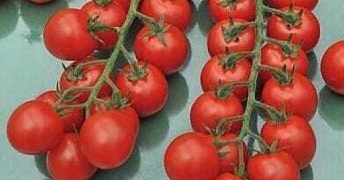 Ako pestovať: Paradajky cherry Philovita | Zdravopedia.sk