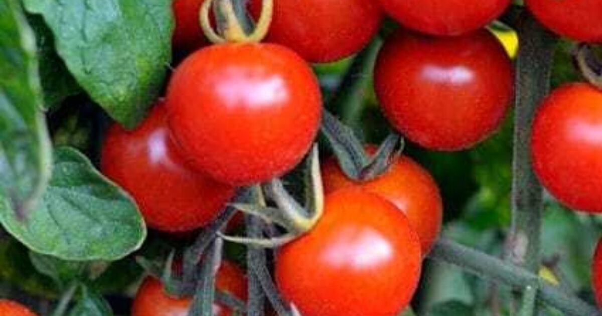 Ako pestovať: Paradajky koktejlové Picolino | Zdravopedia.sk