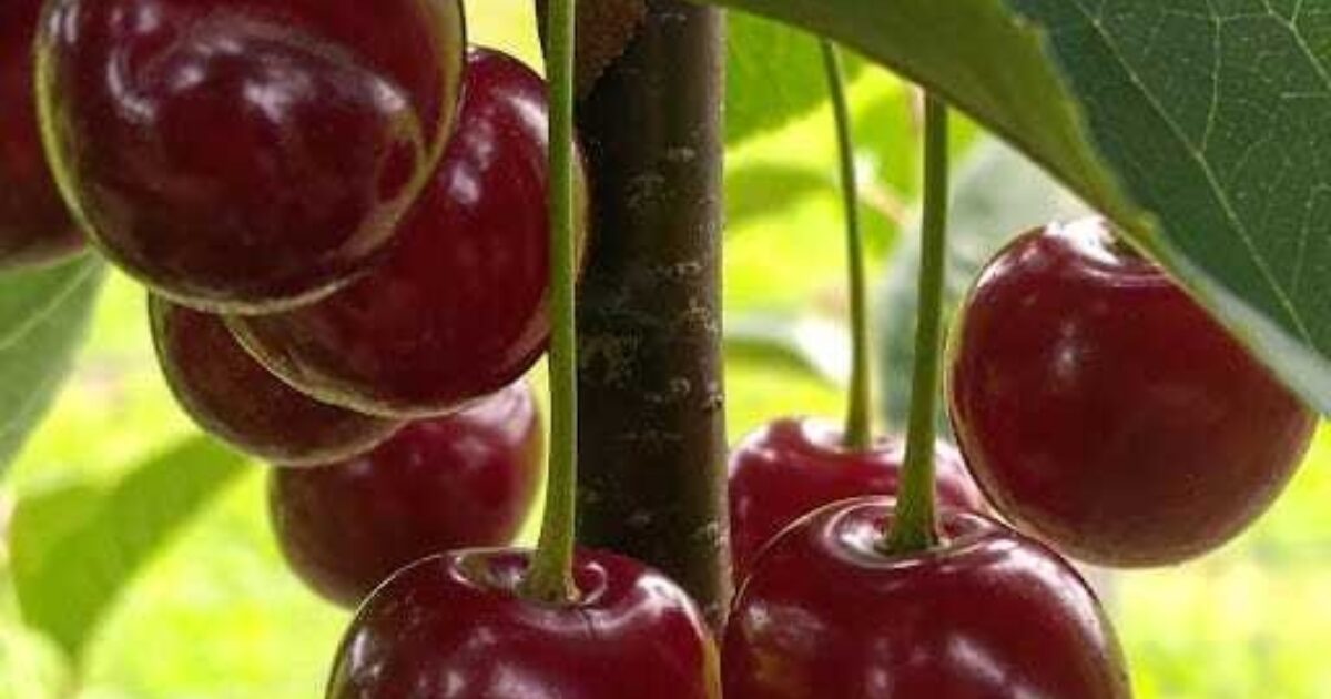 Ako pestovať: Višňu Piramis | Zdravopedia.sk