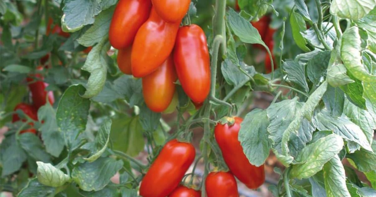 Ako pestovať: Paradajky šalátové Pozzano | Zdravopedia.sk