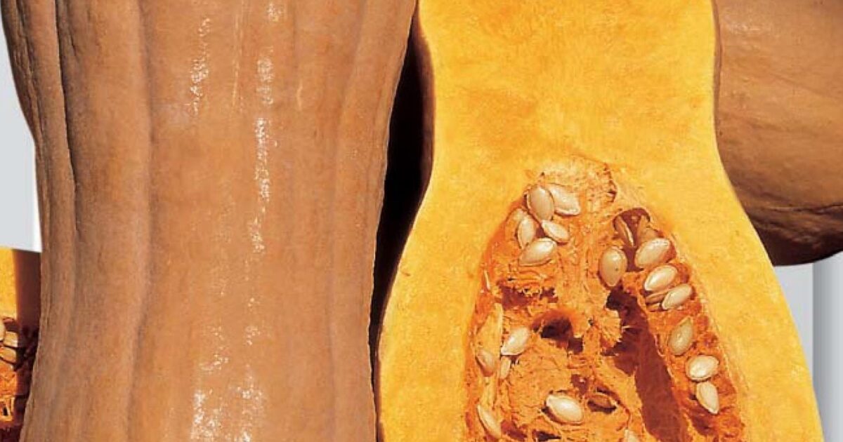 Ako pestovať: Tekvicu Rugosa | Zdravopedia.sk