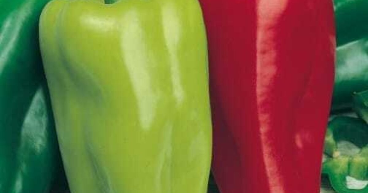 Ako pestovať: Papriku Slovakia | Zdravopedia.sk