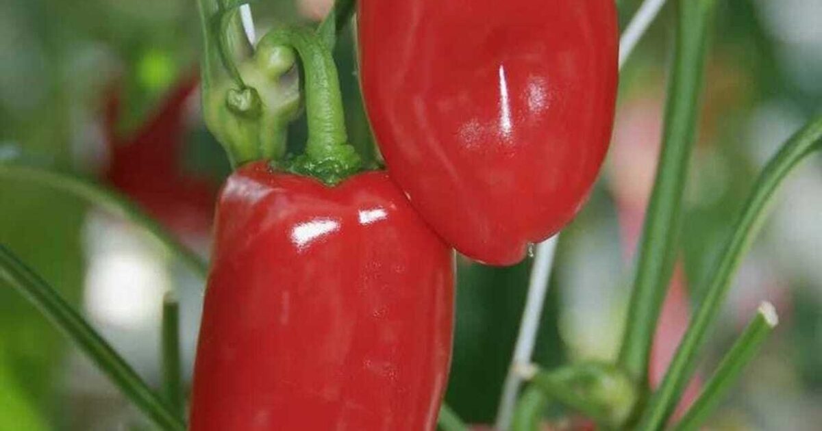 Ako pestovať: Papriku Snacking Red | Zdravopedia.sk