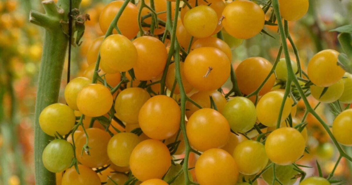 Ako pestovať: Paradajky cherry Summer sun | Zdravopedia.sk