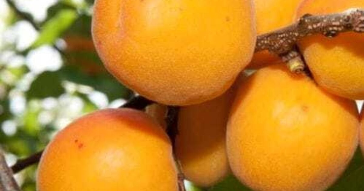 Ako pestovať: Marhule Sundrop | Zdravopedia.sk