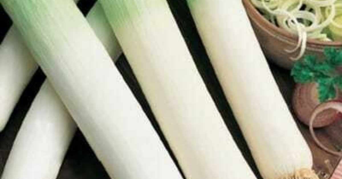 Ako pestovať: Pór Terminal | Zdravopedia.sk