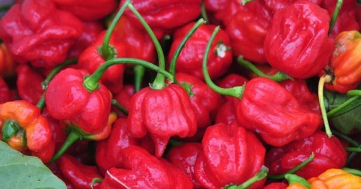 Ako pestovať: Papriku Trinidad scorpion butch | Zdravopedia.sk