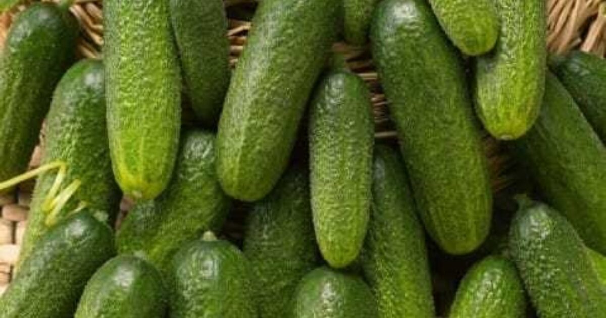 Ako pestovať: Uhorku Twigy | Zdravopedia.sk