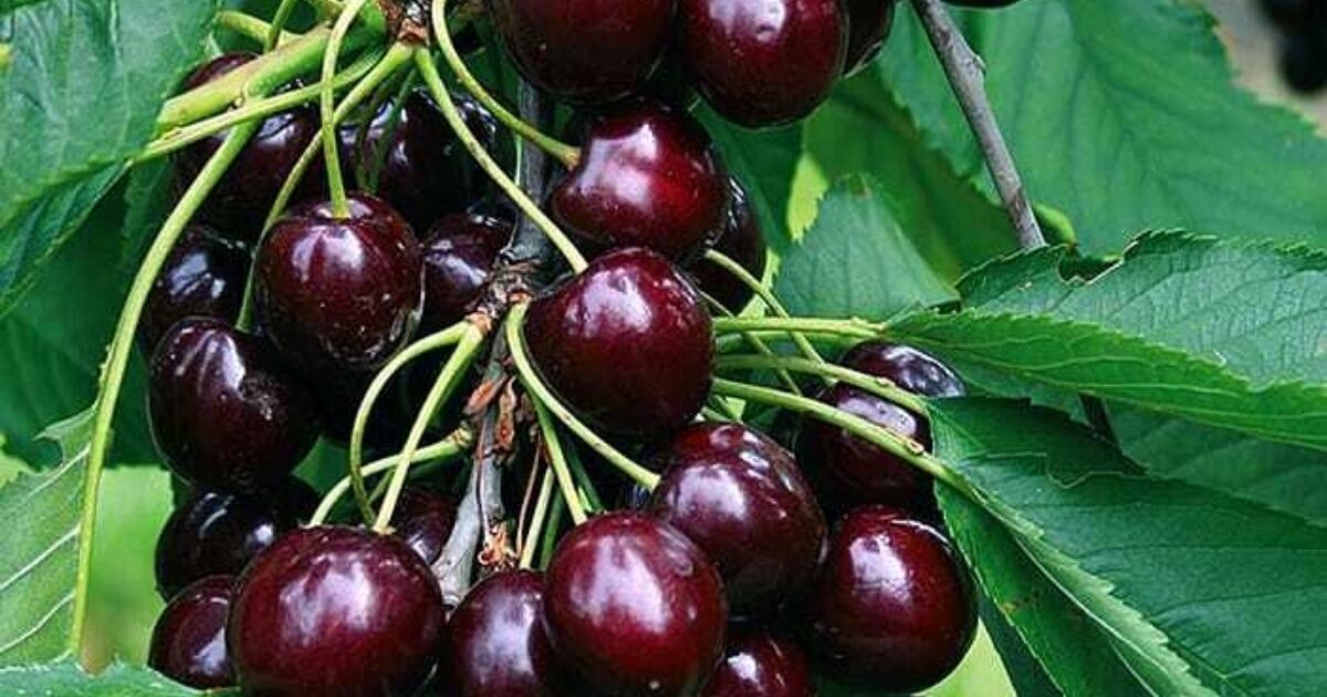 Ako pestovať: Čerešňu Van | Zdravopedia.sk
