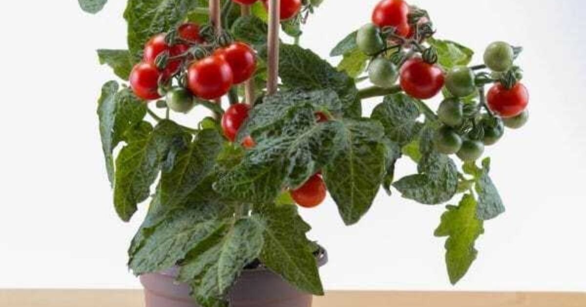 Ako pestovať: Paradajky cherry Vilma | Zdravopedia.sk