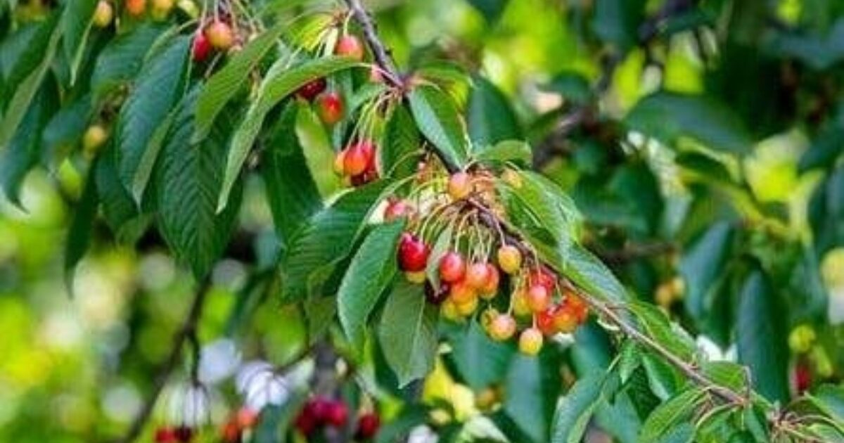 Ako pestovať višne | Zdravopedia.sk