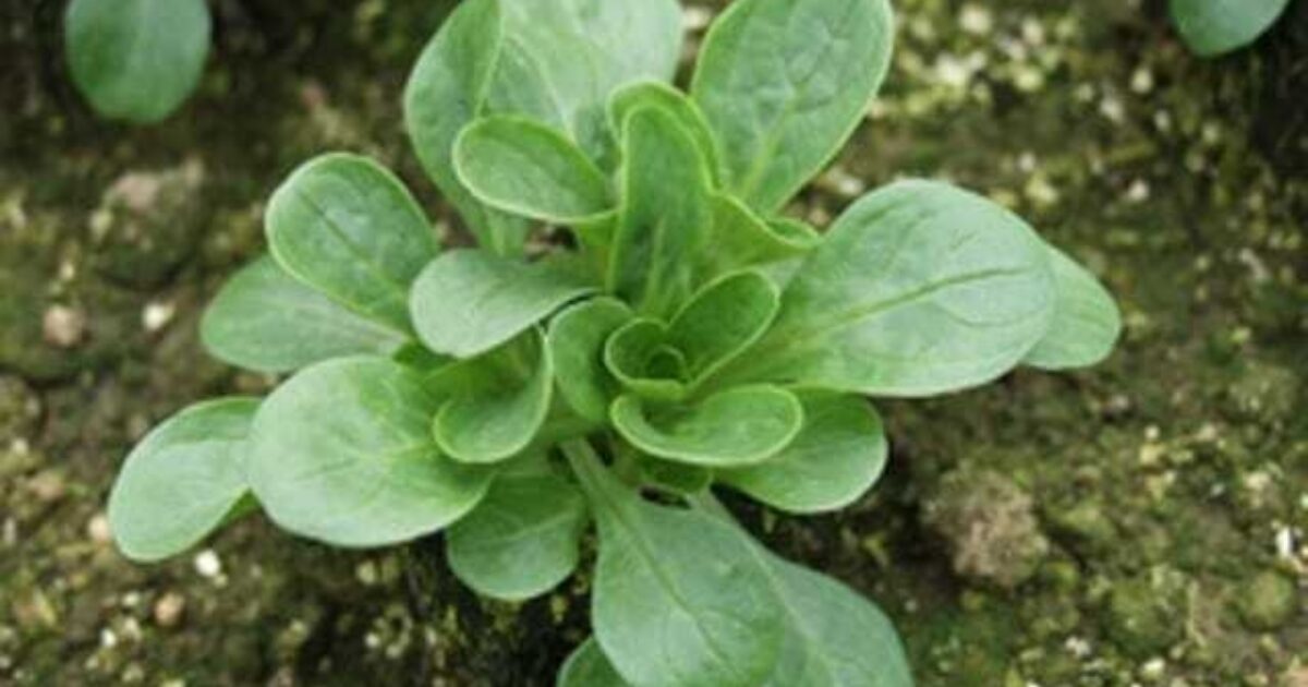 Ako pestovať: Poľníček Vit | Zdravopedia.sk