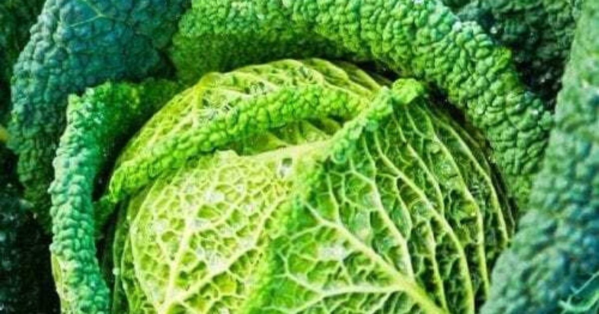 Ako pestovať: Kel Winter King | Zdravopedia.sk