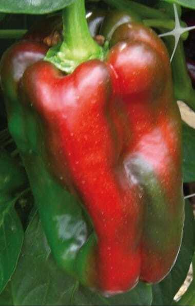 Ako pestovať: Papriku Alceo | Zdravopedia.sk