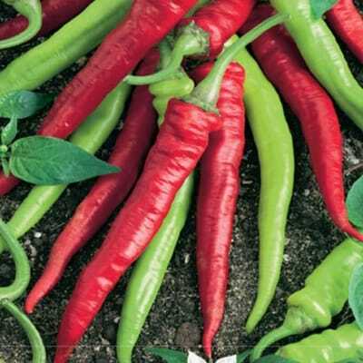 Ako pestovať: Papriku Artist | Zdravopedia.sk