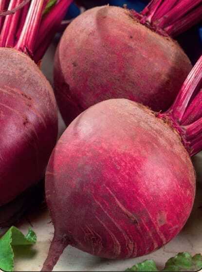 Ako pestovať: Cviklu Bikores | Zdravopedia.sk