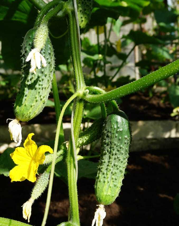 Ako pestovať: Uhorku Dafne | Zdravopedia.sk
