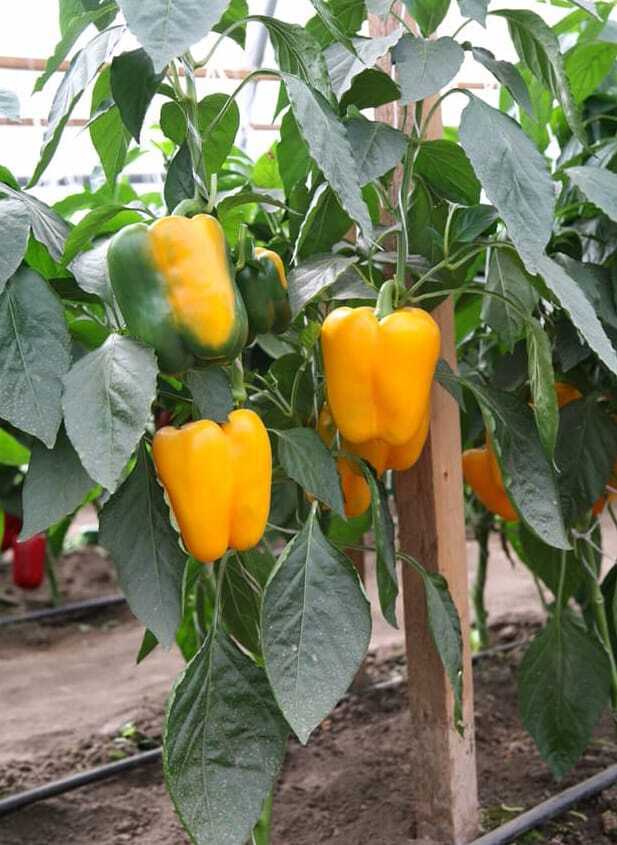 Ako pestovať: Papriku Golden Imperator | Zdravopedia.sk