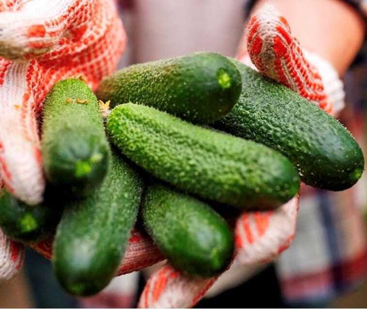 Ako pestovať: Uhorku Harriet | Zdravopedia.sk