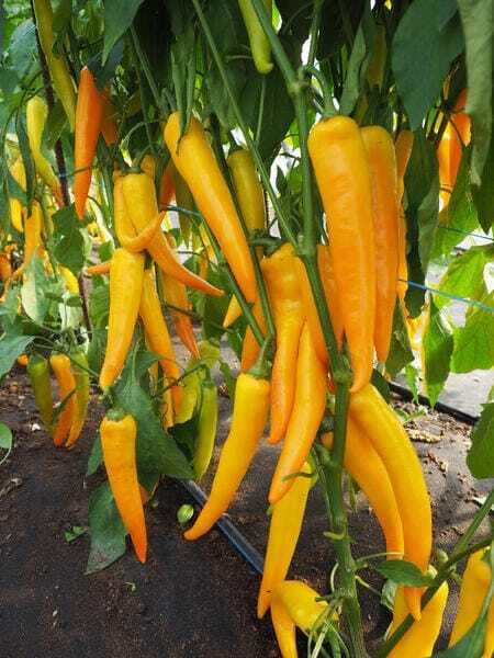 Ako pestovať: Papriku Harvey | Zdravopedia.sk