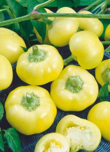 Ako pestovať: Papriku Ilsa | Zdravopedia.sk