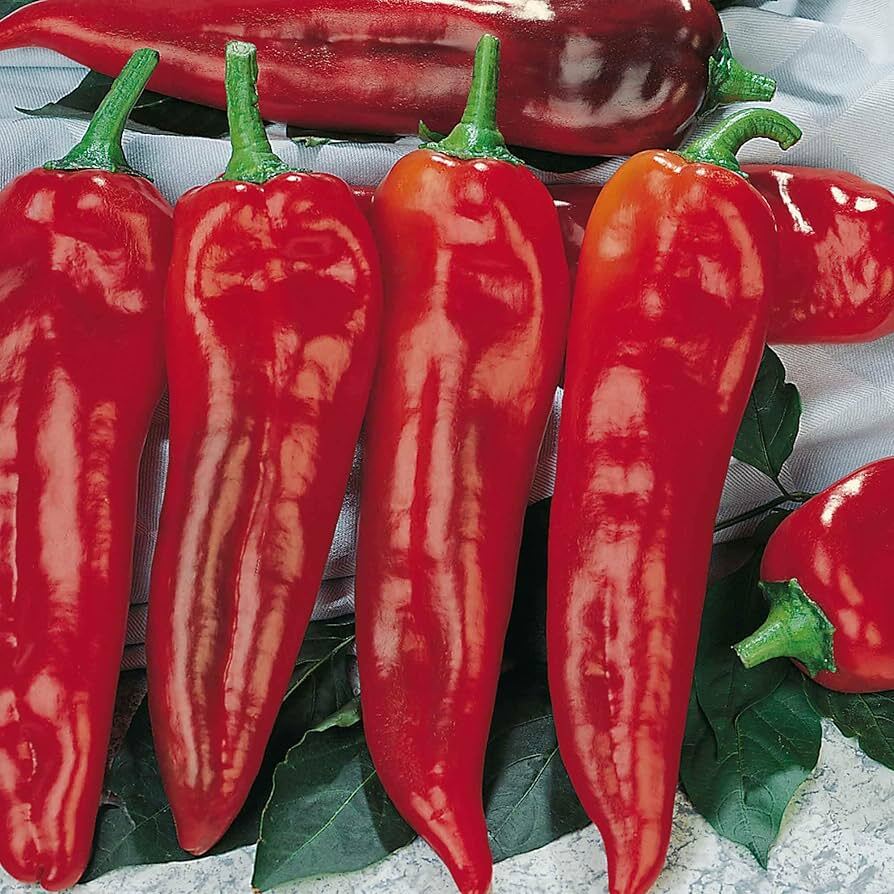 Ako pestovať: Papriku Lungy | Zdravopedia.sk