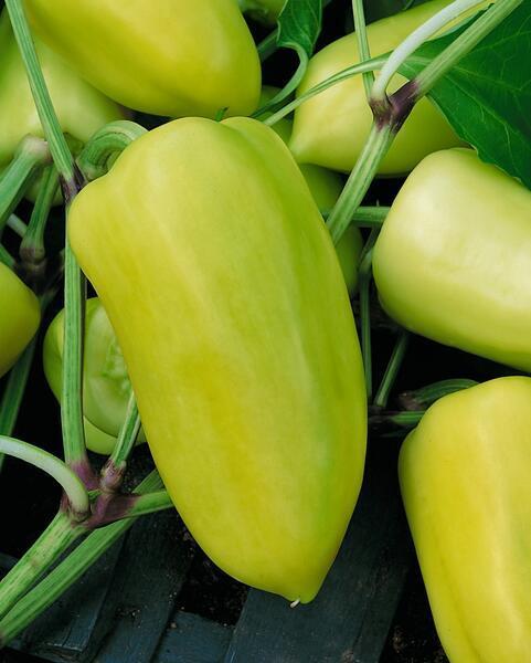 Ako pestovať: Papriku PCR | Zdravopedia.sk