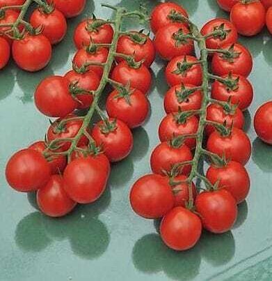 Ako pestovať: Paradajky cherry Philovita | Zdravopedia.sk