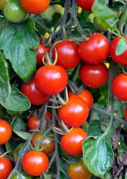 Ako pestovať: Paradajky koktejlové Picolino | Zdravopedia.sk