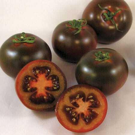 Ako pestovať: Paradajky šalátové Sacher | Zdravopedia.sk