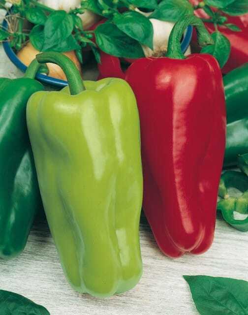 Ako pestovať: Papriku Slovakia | Zdravopedia.sk