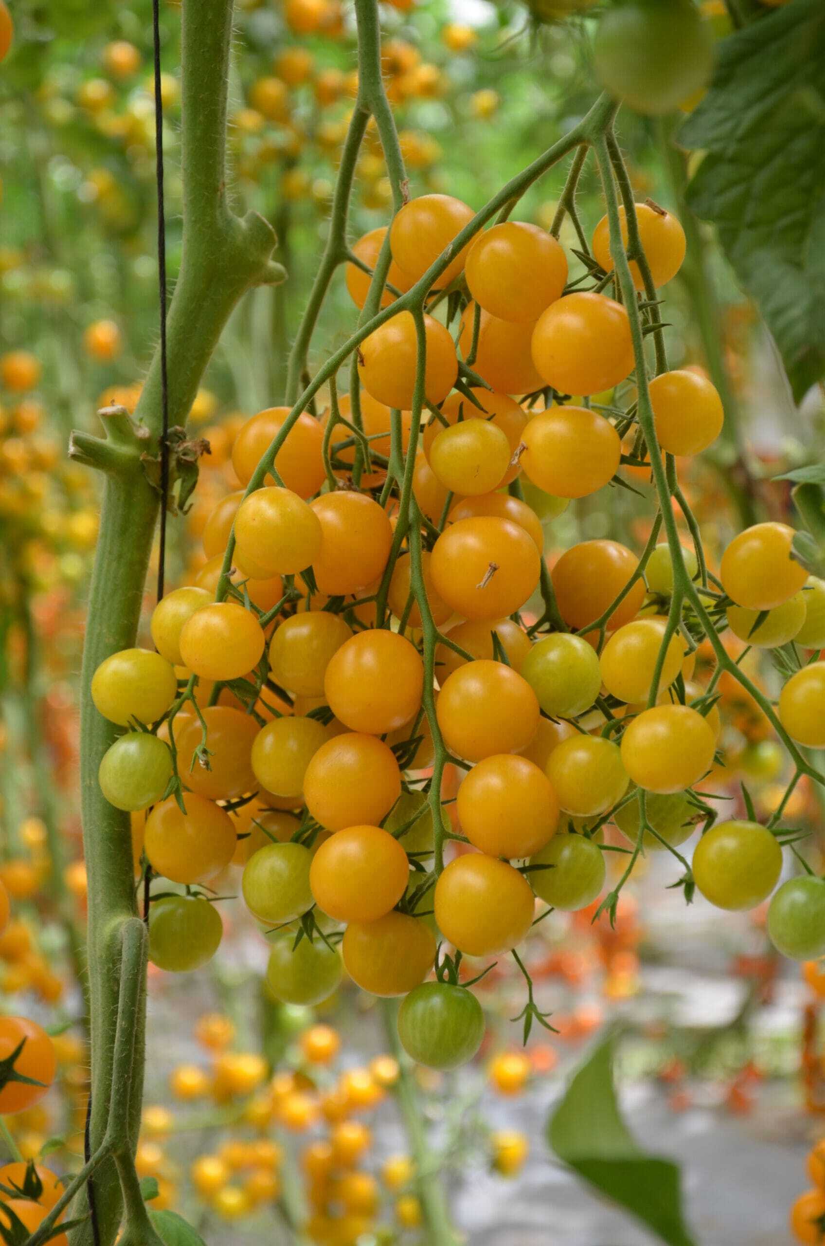 Ako pestovať: Paradajky cherry Summer sun | Zdravopedia.sk