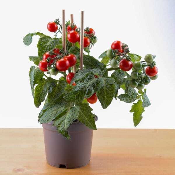 Ako pestovať: Paradajky cherry Vilma | Zdravopedia.sk