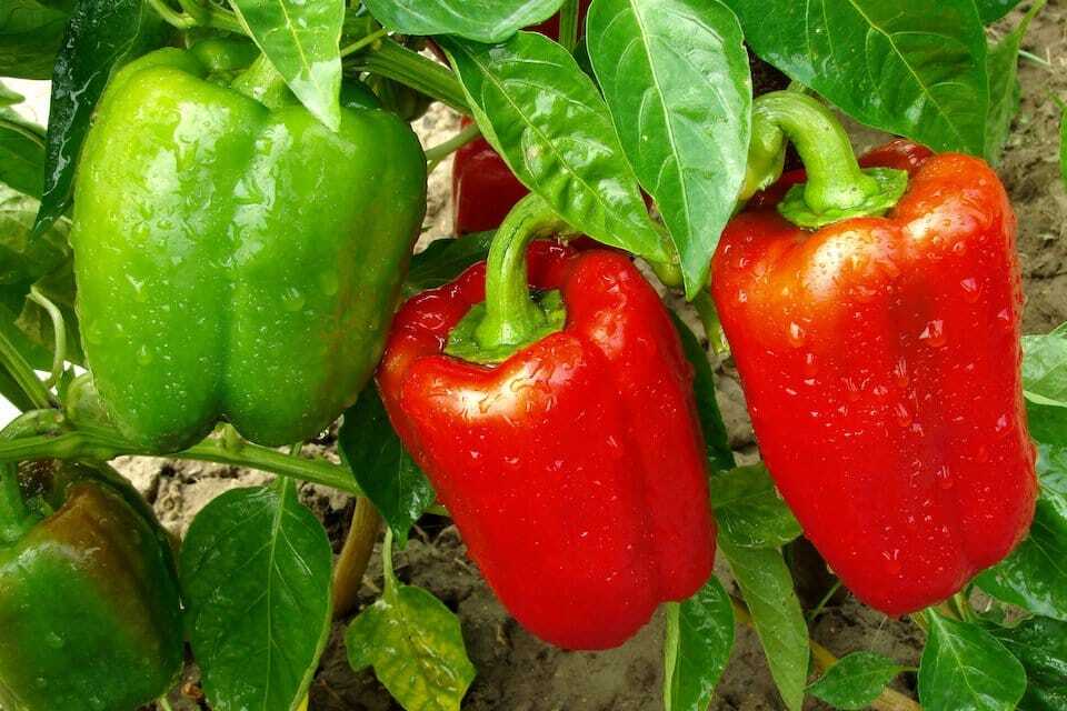 Ako pestovať: Papriku Yolo Wonder | Zdravopedia.sk