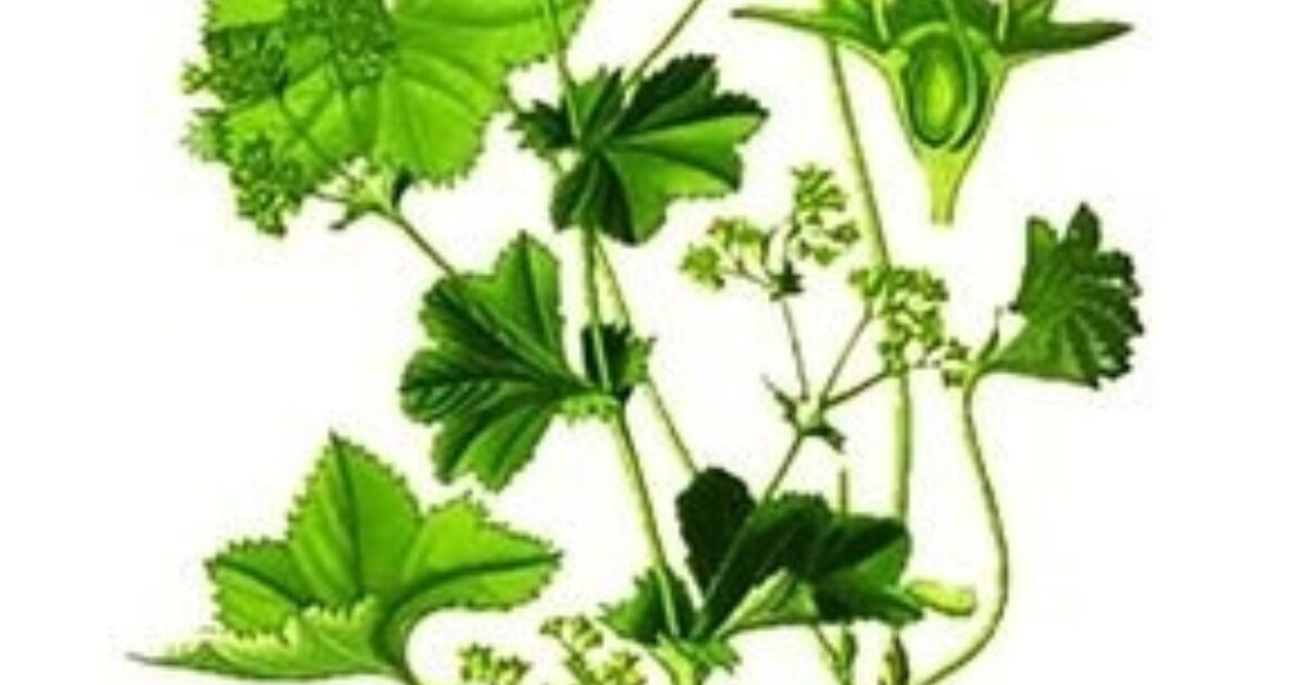 Alchemilka žltozelená - použitie, účinky na zdravie a zber | Zdravopedia.sk