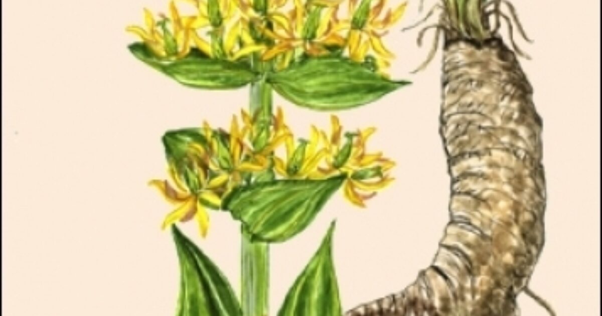 Horec žltý - použitie, účinky na zdravie a zber | Zdravopedia.sk