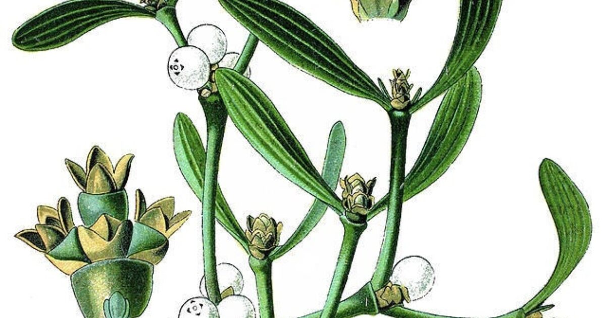 Imelo biele - použitie, účinky na zdravie a zber | Zdravopedia.sk