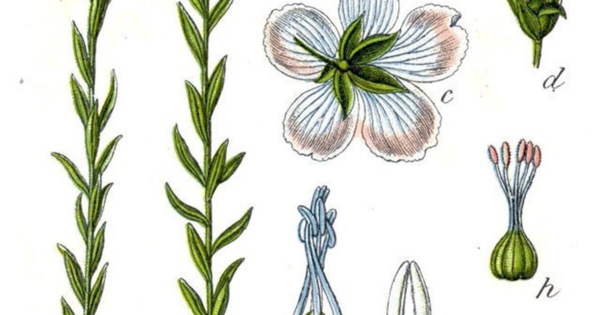 Ľan siaty - použitie, účinky na zdravie a zber | Zdravopedia.sk