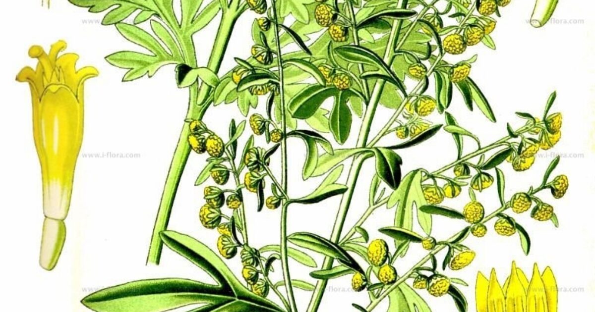 Palina pravá - použitie, účinky na zdravie a zber | Zdravopedia.sk