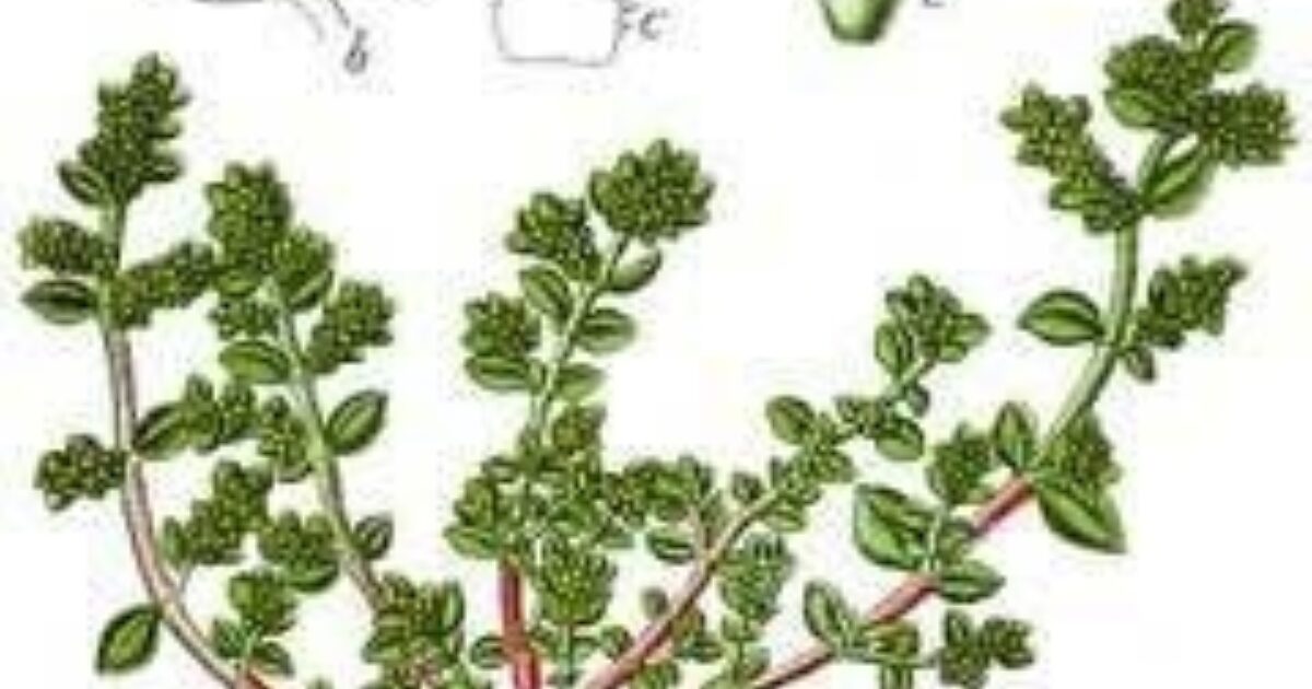 Prietržník holý - použitie, účinky na zdravie a zber | Zdravopedia.sk