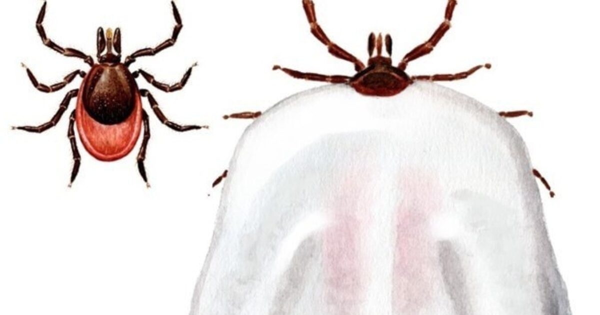 Jak se chránit před klíšťaty? | Zdravopedie.cz