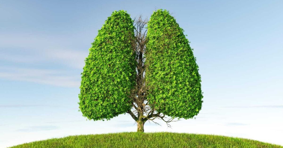 7 byliniek, ktoré vám pomôžu lepšie dýchať | Zdravopedia.sk